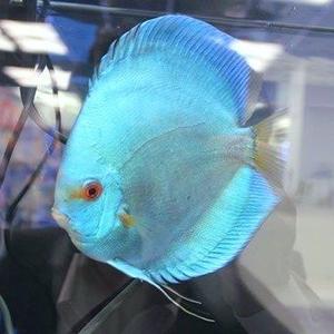 Jual ELOK- discus blue / ikan discus / ikan hias / diskus /ikan ...