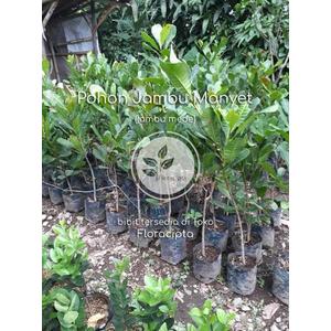 Jual POHON Pohon Jambu Mete Bibit Buah Mede Jambu Monyet Langka Auu ...