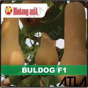 Jual POHON Labu Madu Buldog F1 Biji Buah Hibrida Bibit Tanaman Auu ...