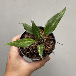 Jual TANAMAN HIAS ANTHURIUM GELOMBANG CINTA VARIEGATA | GELCIN VARIGATA ...