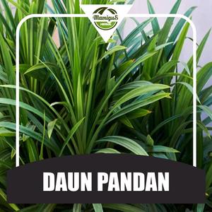 Jual Daun Pandan Segar Organik / Pandanus Leaf (100 Gram) - Jakarta ...