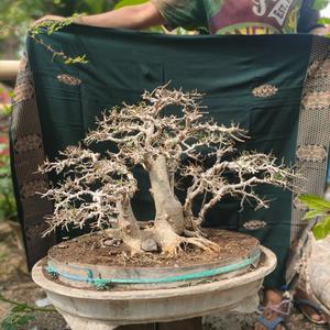 Jual Tanaman Bonsai Serut Pot Ukuran 60 cm Real Gambar Gratis Peking ...