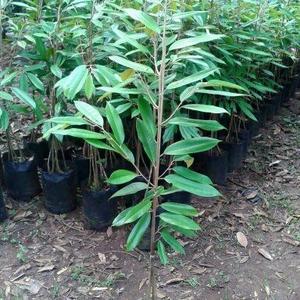Jual Jt - 2024 Bibit Durian Kanyao / Durian Kanjau Thailand Tinggi 1 ...