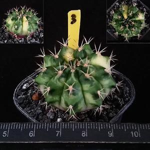 Jual Jt - 2024 Gymnocalycium Mihanovichii 'Blanka', Sukulen Koleksi ...