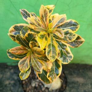 Jual Jt - 2024 Adenium Socotranum Varigata - Kab. Badung - PROJECT ...