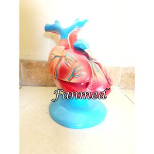 Jual Manekin / Torso Kerangka Anatomi Model Jantung Manusia Manekin ...