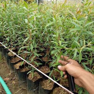 Jual Tukuyuu Bibit Pohon Kayu Putih Bibit Tanaman Kayu Putih - Jakarta ...