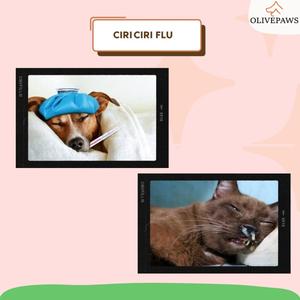 Jual OLIVEPAWS ORAL LIQUID Obat Flu Kucing Anjing Flu Ringan Berat ...