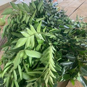 Jual Happy! Daun Kari - Salam Koja - Temuru Segar - 1kg - Kota Bekasi ...