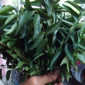 Jual Happy! daun temurui/daun salam koja/daun/kari - Kota Bekasi ...