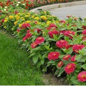 Jual yy_ Benih Zinnia mix 50 biji IPB, Refugia, benih Dramaga, urban ...