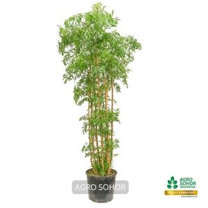 Jual Tanaman Hias Jack Ard Rhapsody for High Ceiling (HC) by Agro Sohor ...