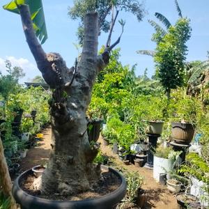 Jual Terbaru Pohon Baobab Tree Asal Afrika /Adansonidigitata ...