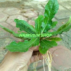 Jual BIBIT DAUN TAPAK LIMAN 25 POHON | BIBIT TAPAK LIMAN Elephantopus ...