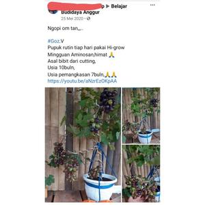 Jual Pupuk Hi-Grow AB Mix Buah Anggur HiGrow By Raffatih Farm - Kota ...