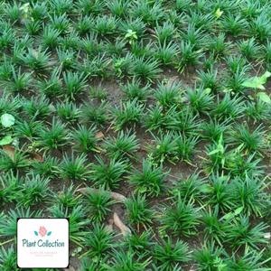 Jual TANAMAN HIAS RUMPUT KUCAI MINI - Kota Bandung - sriwedarist ...