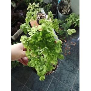 Jual Ready Suplir Melati Mini/Tanaman Hias Suplir/Adiantum/Tanaman Paku ...