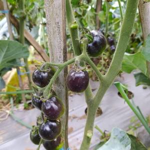 Jual tanaman herbal tomat hitam penangkal diabetes - Tanaman Tomat ...