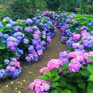Jual POHON BUNGA PANCAWARNA TANAMAN BERBUNGA HYDRANGEA HORTENSIA - Kota ...