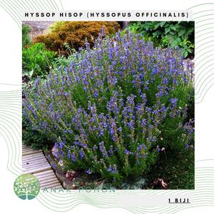 Jual Benih Bibit Biji - Hyssop Hisop (Hyssopus officinalis) Herb Seeds ...
