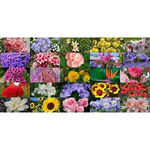 Jual PUPUK BUNGA ADENIUM, PUPUK ORGANIK BUNGA MAWAR - Jakarta Barat ...
