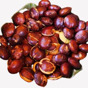 Jual Pupuk Jengkol Yang Bagus, Booster Pohon Jengkol Berbuah - Jakarta ...