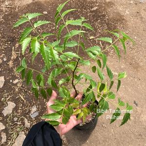 Jual tanaman daun mimba mimbo herbal imba intaran membha mempeuh ...