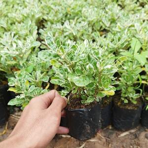 Jual tanaman hias kerokot putih/krokot putih - Kota Depok - Official ...