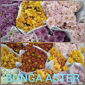 Jual bunga aster 10 tangkai bunga botong segar flower - Jakarta Timur ...