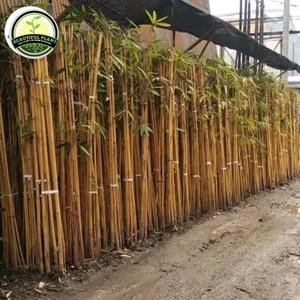 Jual tanaman pagar bambu kuning panda - pohon bambu kuning - Kota Depok ...