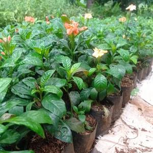 Jual tanaman crossandra bunga orange - pohon rossandra crossandra oren ...