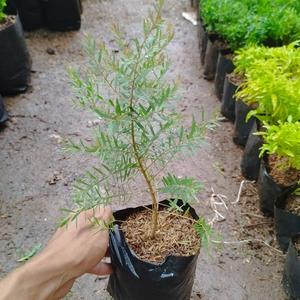 Jual bibit pohon kayu putih | tanaman kayu putih - Kota Depok ...