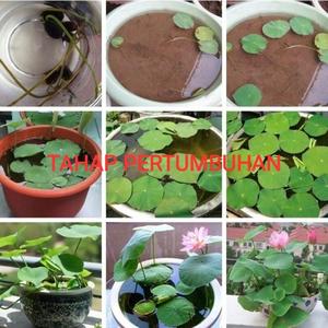 Jual Ready Benih Bibit Biji Bunga Teratai Lotus Bonsai Mini Dwarf Warna ...