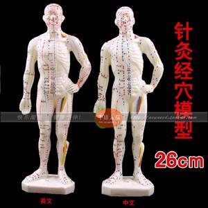 Jual 26cm Chinese body model for acupuncture point Male Human ...