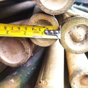 Jual Bambu Umbul Umbul Tiang Bendera Lebar 4-5 cm Panjang 6 Meter ...