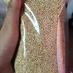 Jual Best Product Biji Benih Rumput Pakan Ternak - Jual Biji Rumput ...