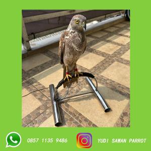Jual Perch Bop Tangkringan Kandang Burung Elang Hantu - Kota Tangerang ...
