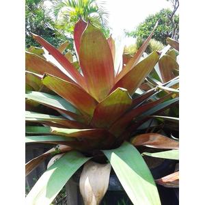 Jual Terbaruu Tanaman Hias Bromelia Giant Super Outdoor - Kab. Madiun ...