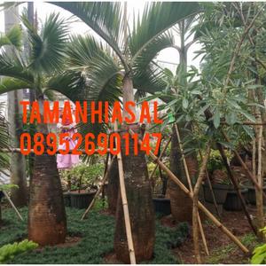 Jual pohon palem botol 3 meter - Jakarta Timur - Karya Pratamaa | Tokopedia
