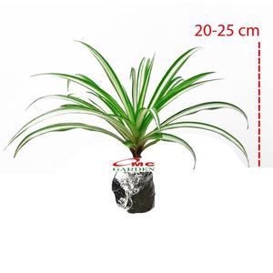 Jual Spider Plant Tanaman Laba-Laba Lili Lily Paris Gantung Bibit 2025 ...