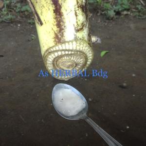 Jual Herbal getah pohon pisang / getah batang pisang getah pisang ...