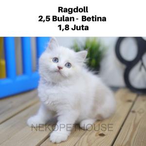Jual Ragdoll Cantik Betina Mata Biru Anak Kucing Ragdoll Kitten Grab ...