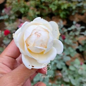 Jual BUNGA MAWAR IMPORT DESDEMONA UKURAN DEWASA - Jakarta Utara - Raya ...