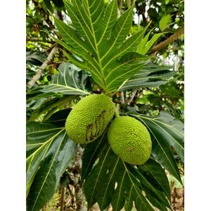 Jual Tanaman Buah Kluwih - Kota Batu - tokobibit.id | Tokopedia