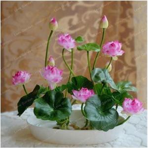 Jual Biji Benih Lotus Mini Bunga Teratai - Hijau - Merah Muda - Kuning ...