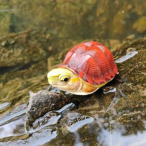 Jual Animal Figure Resin Cuora Mccordi McCord's Box Turtle - Resin ...