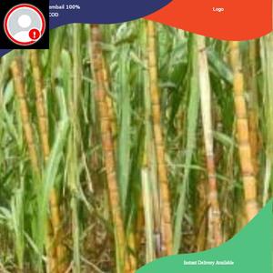 Jual Tebu kuning - Asli tebu kuning dari perkebunan terpilih - Kota ...