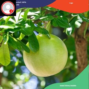 Jual buah Maja buah brenuk buah Majapahit fresh 1 pcs - Kota Bekasi ...