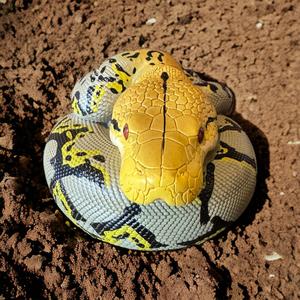 Jual Retic Python - Reticulated Python Resin Animal Heavenly Body ...