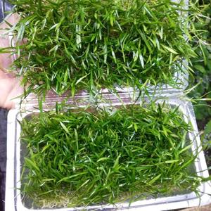 Jual Lilaeopsis Brasiliensis Bahan Tanaman Air Aquascape - Jakarta ...